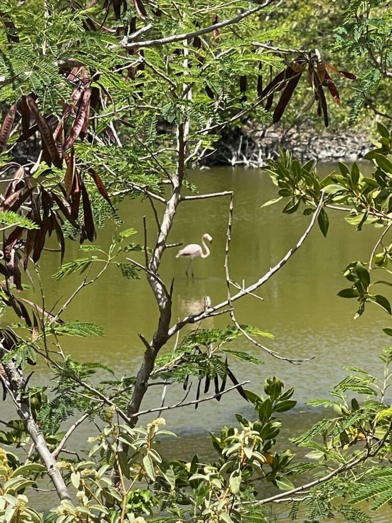 The Flamingos are Still Here! - ExploreSTJ.com