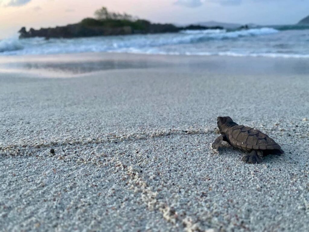 So Many Sea Turtle Nests this Season! - ExploreSTJ.com