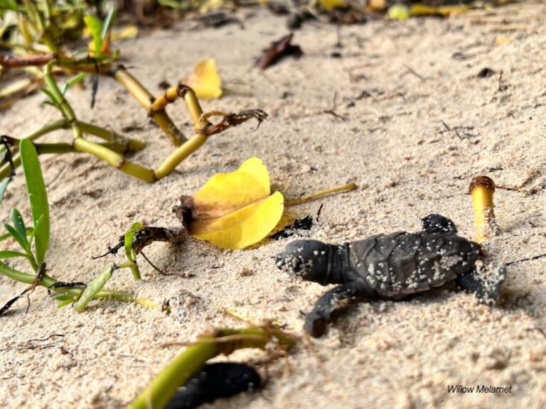 Record-Breaking St. John Sea Turtle Season! - ExploreSTJ.com