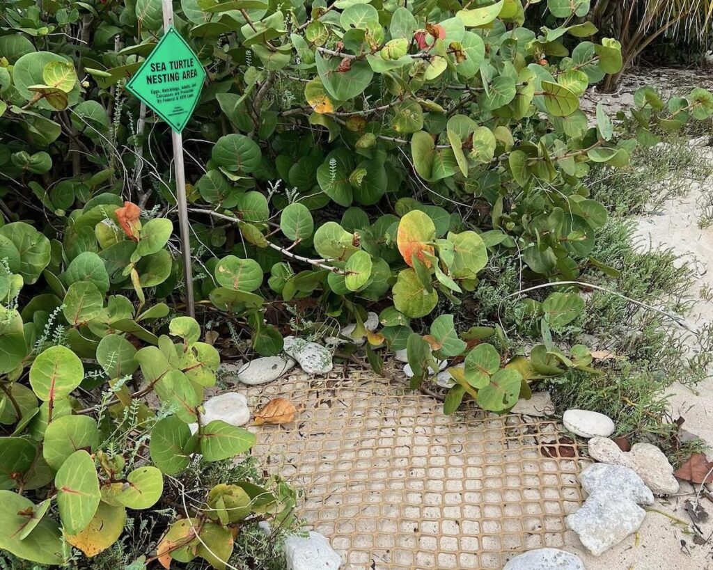 Record-Breaking St. John Sea Turtle Season! - ExploreSTJ.com