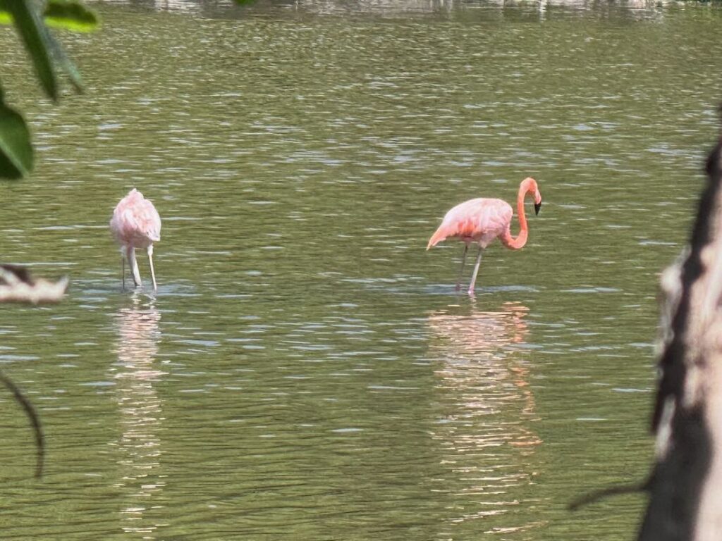 The Flamingos are Back at Francis! - ExploreSTJ.com