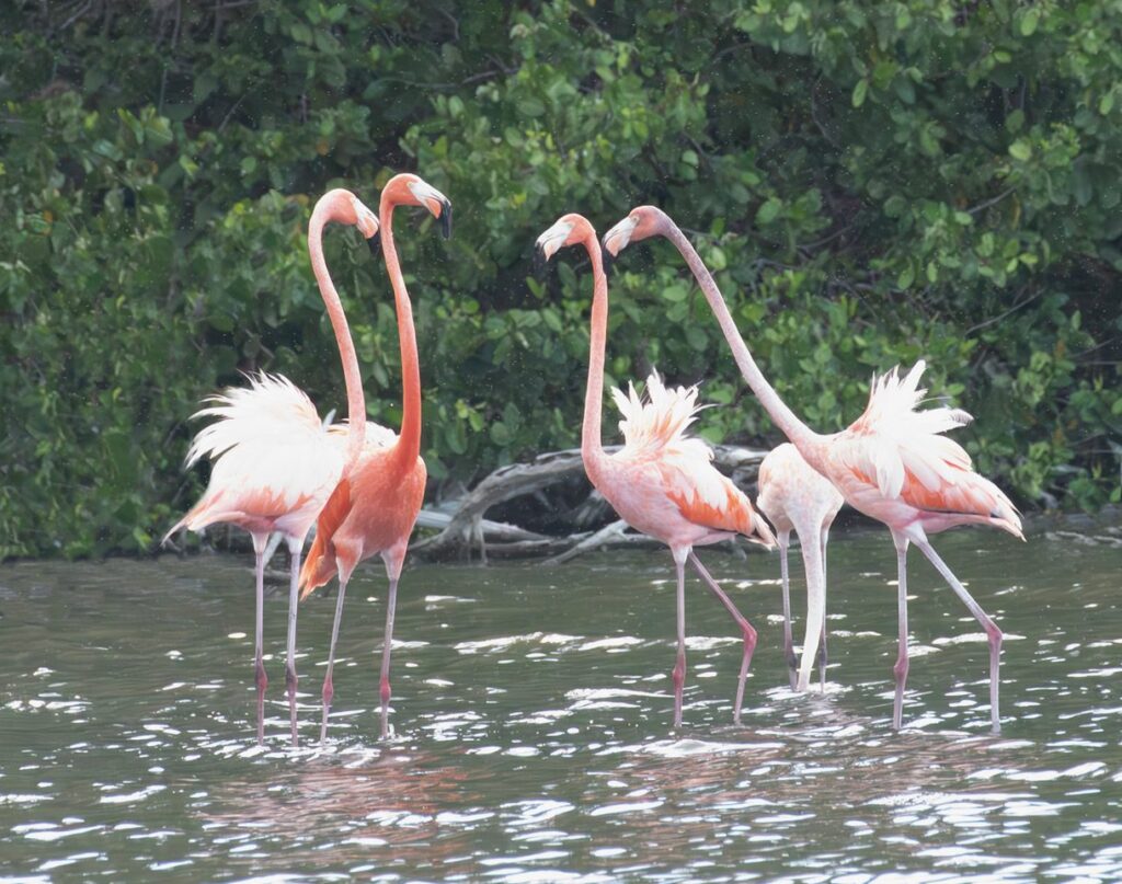 More Than 100 Flamingos on St. John! - ExploreSTJ.com